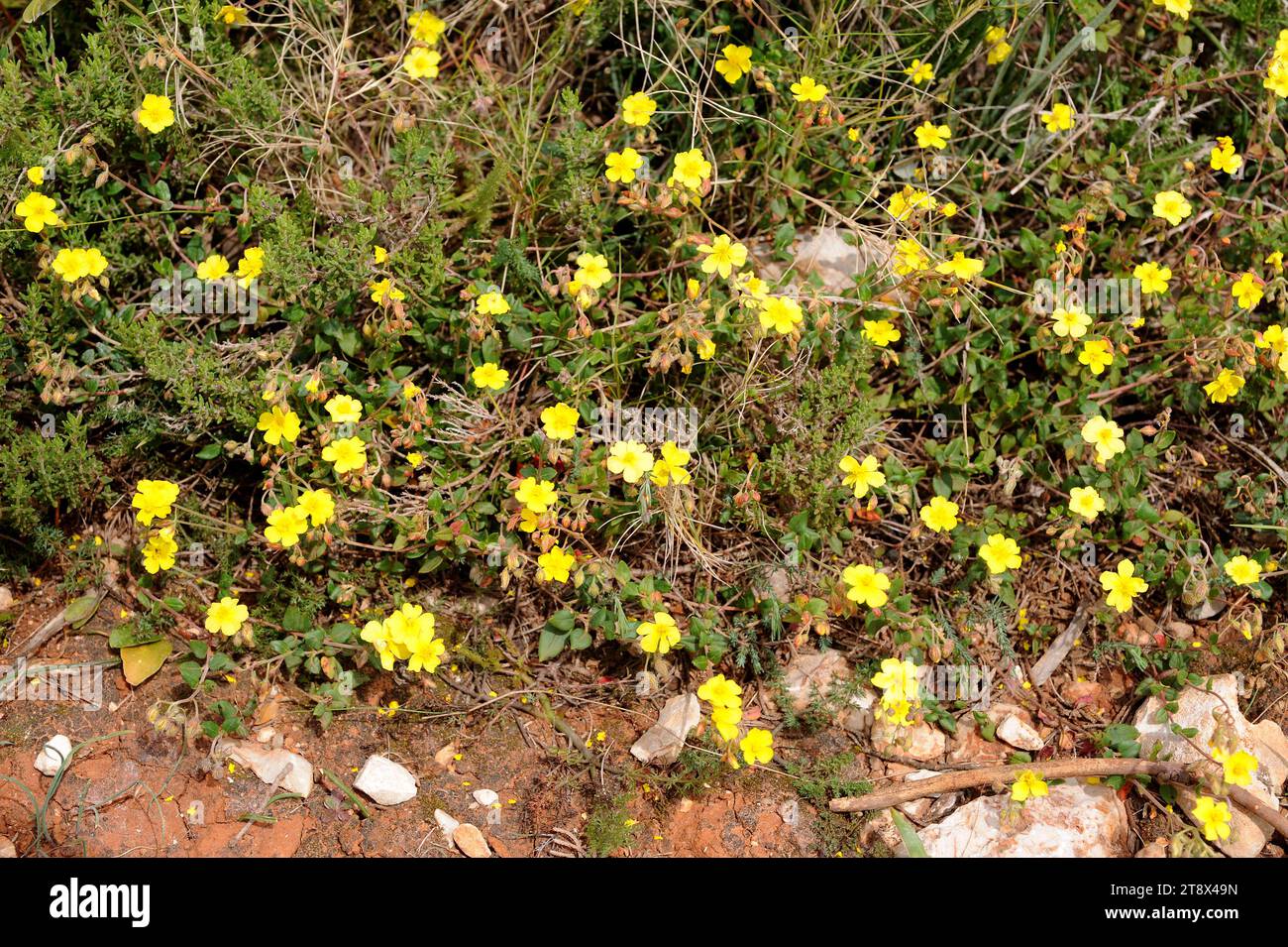 Jarilla (Helianthemum marifolium) is a small shrub native to ...