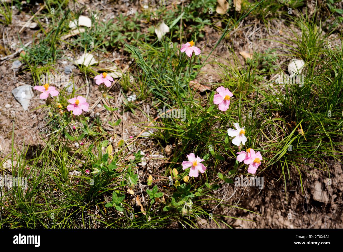 Jarilla de los pirineos hi-res stock photography and images - Alamy