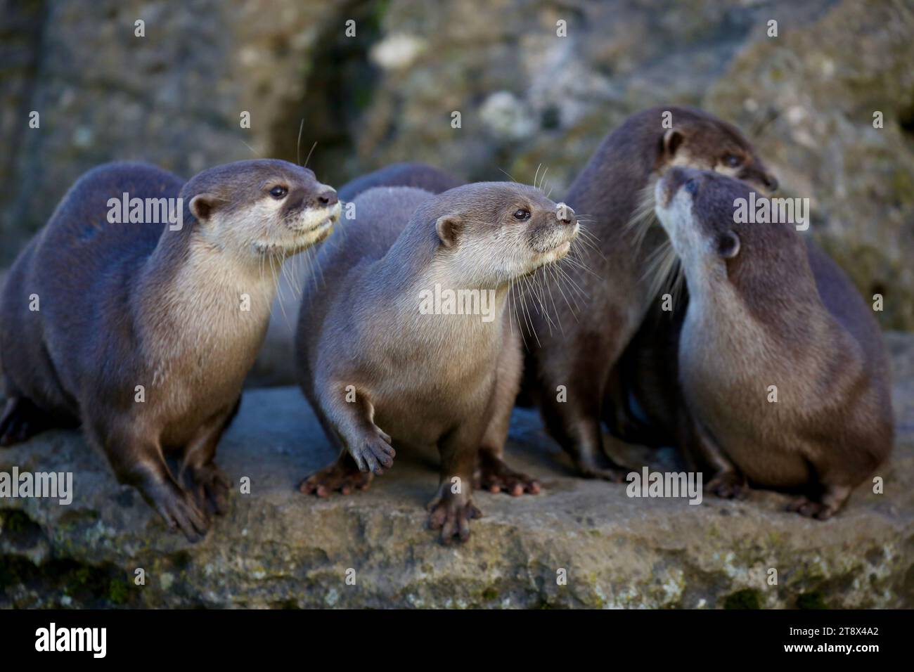 Small upright fish hi-res stock photography and images - Alamy
