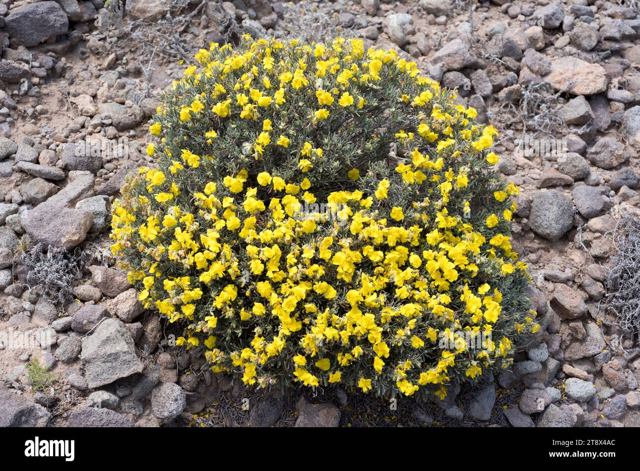 Romerillo (Helianthemum syriacum) is a shrub native to Mediterranean ...