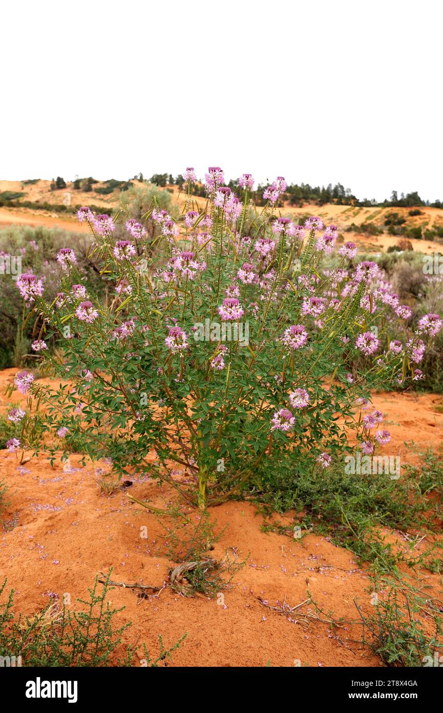 Utah native bee hi-res stock photography and images - Alamy