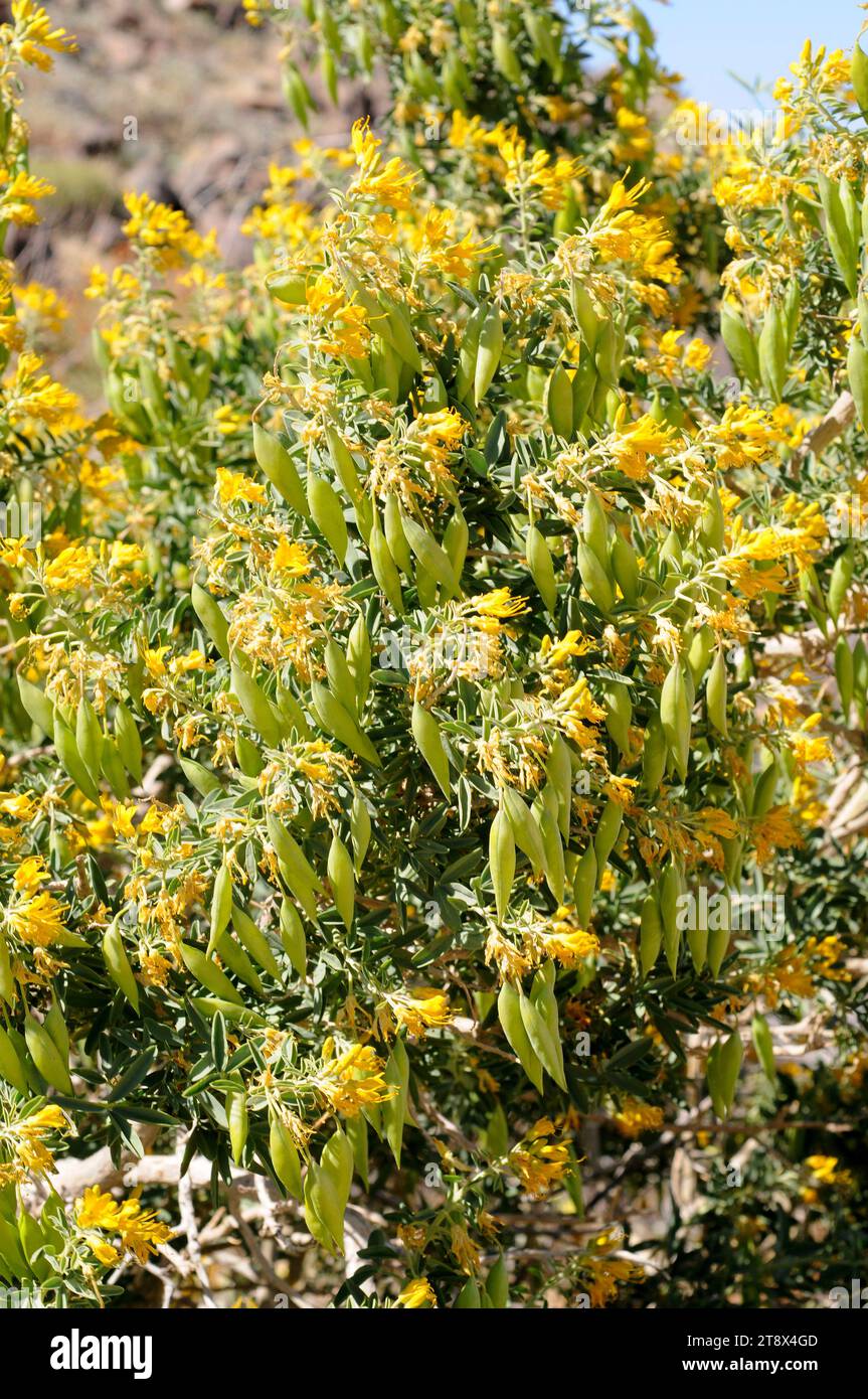 Baldderpod hi-res stock photography and images - Alamy