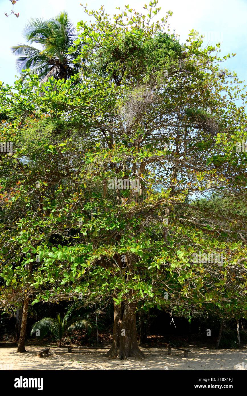 Malabar almond (Terminalia catappa) is a deciduous tree probably native ...