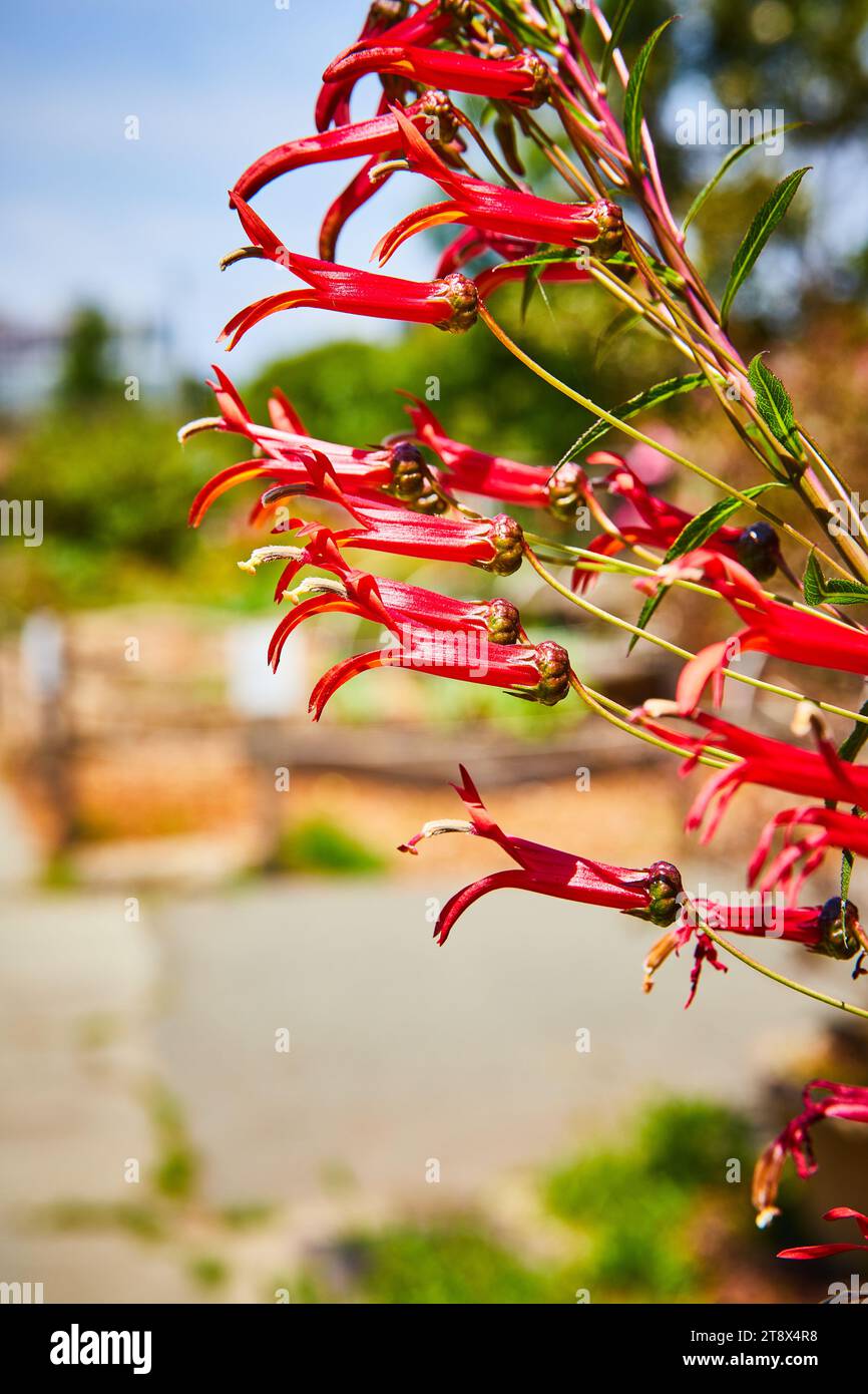 Red flowers in wind saying farewell to bright summer day in sad display ...