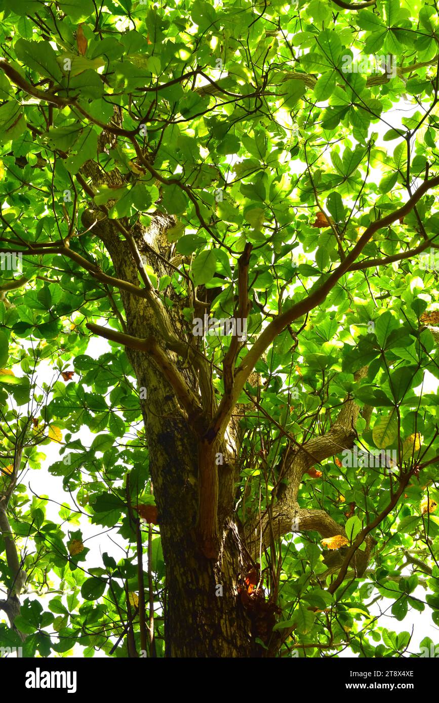 Malabar almond (Terminalia catappa) is a deciduous tree probably native ...