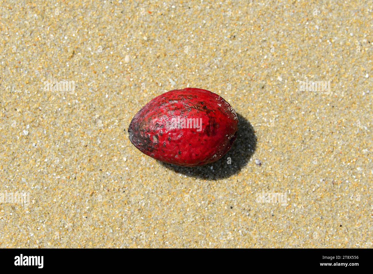Malabar almond (Terminalia catappa) is a deciduous tree probably native ...