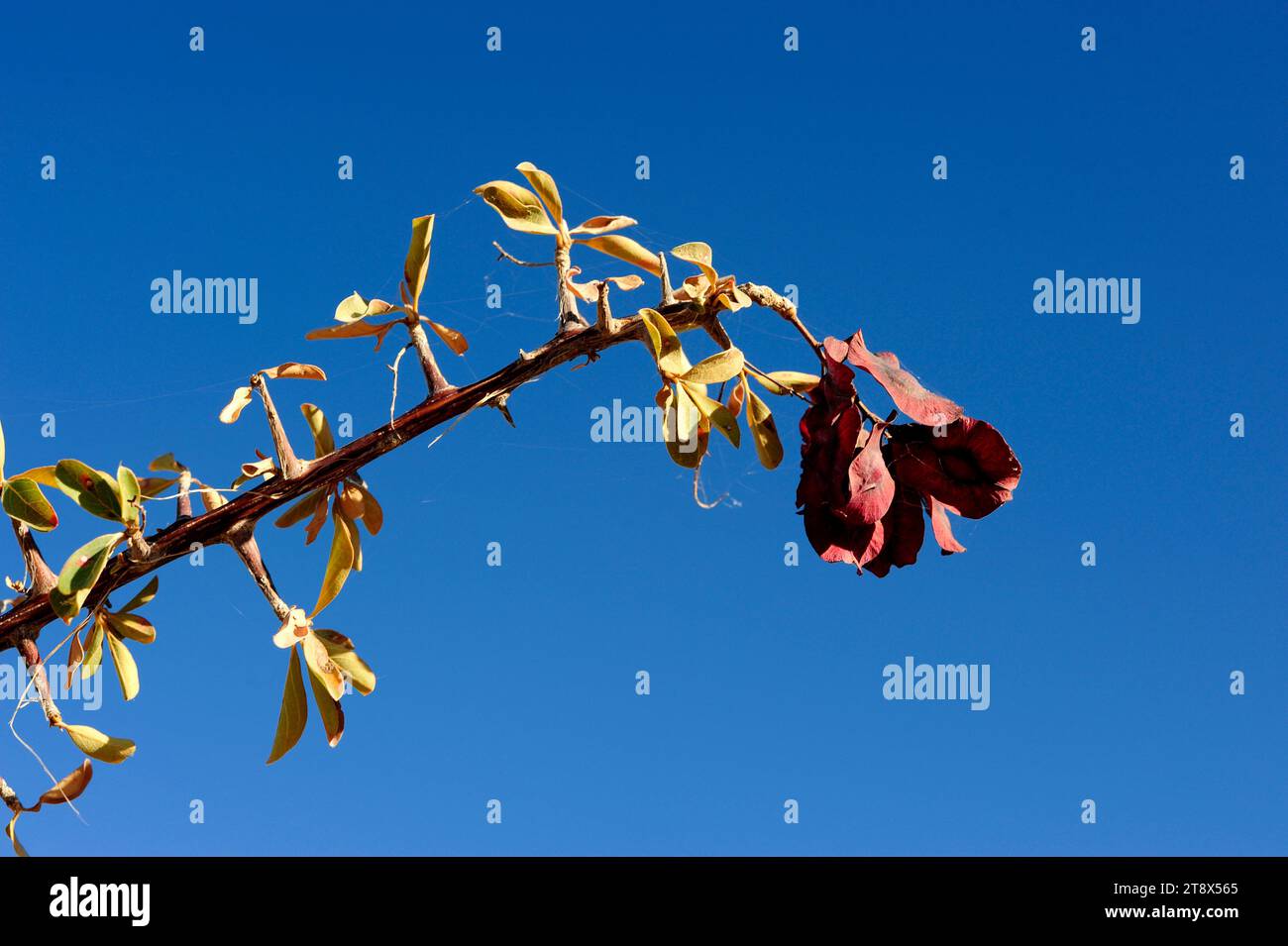 Purple pod terminalia (Terminalia prunioides) is a big shrub or small ...