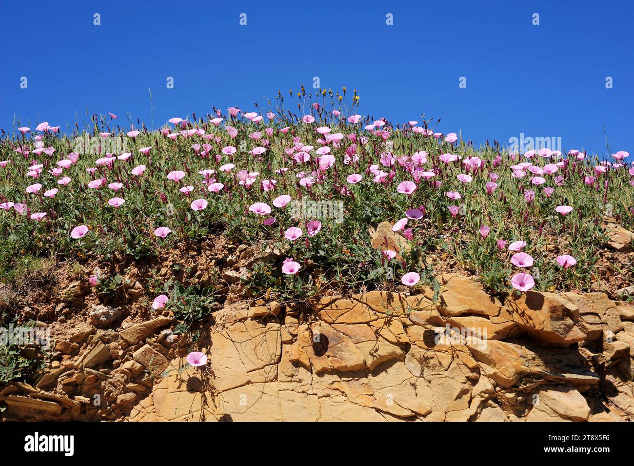 Mallow bindweed (Convolvulus althaeoides) is a climbing perennial herb ...