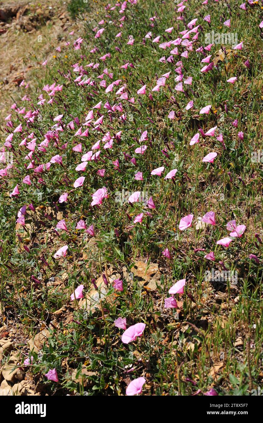 Mallow bindweed (Convolvulus althaeoides) is a climbing perennial herb ...