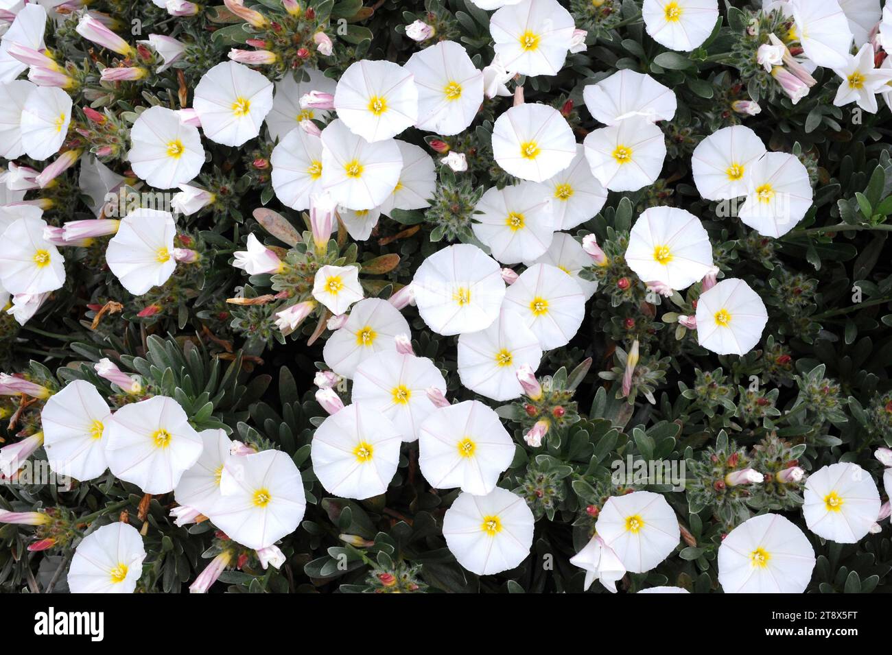 Silverbush (Convolvulus cneorum) is a shrub native to coastal regions ...