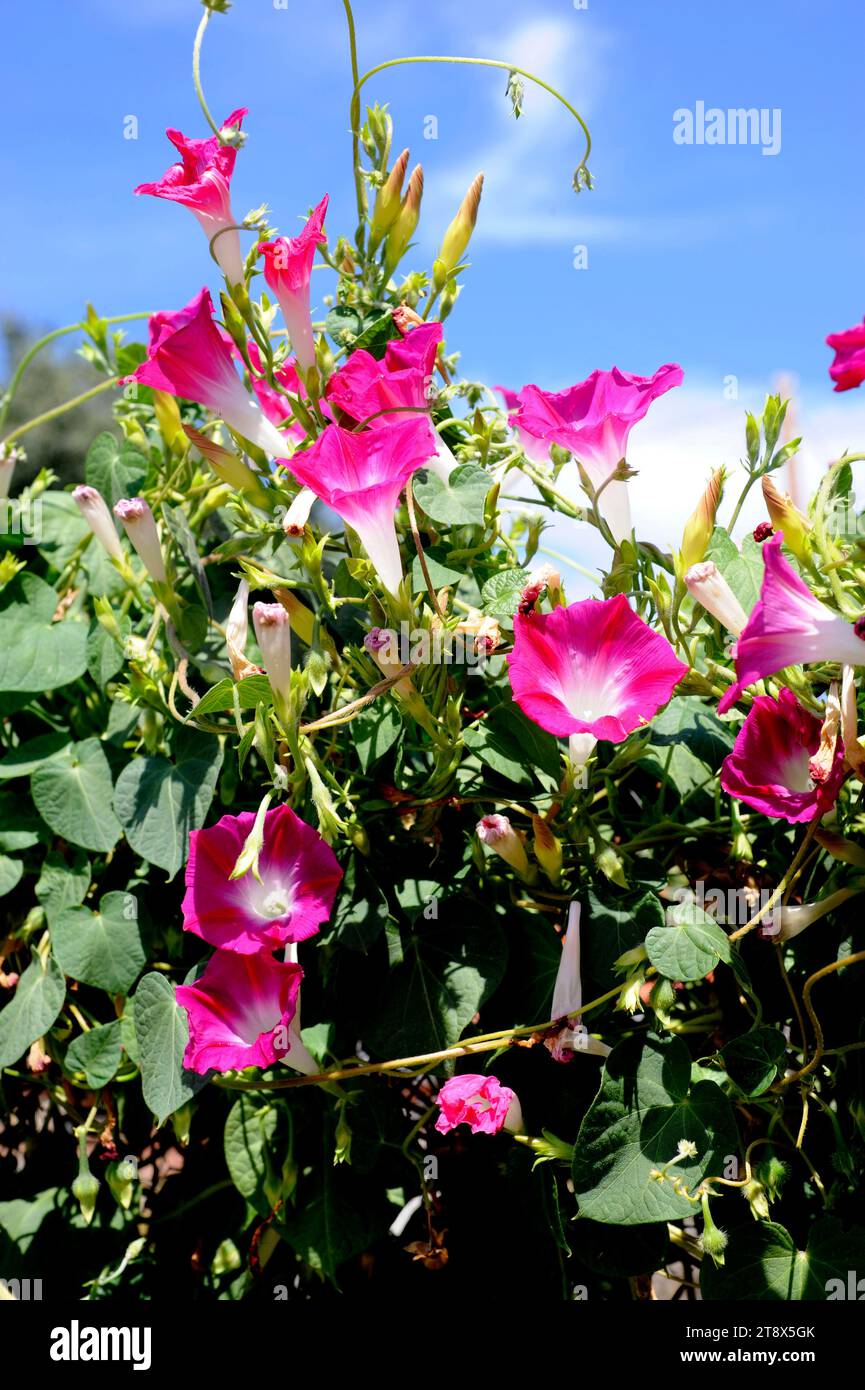 Purple morning glory (Ipomoea purpurea) is a climbing plant native to ...