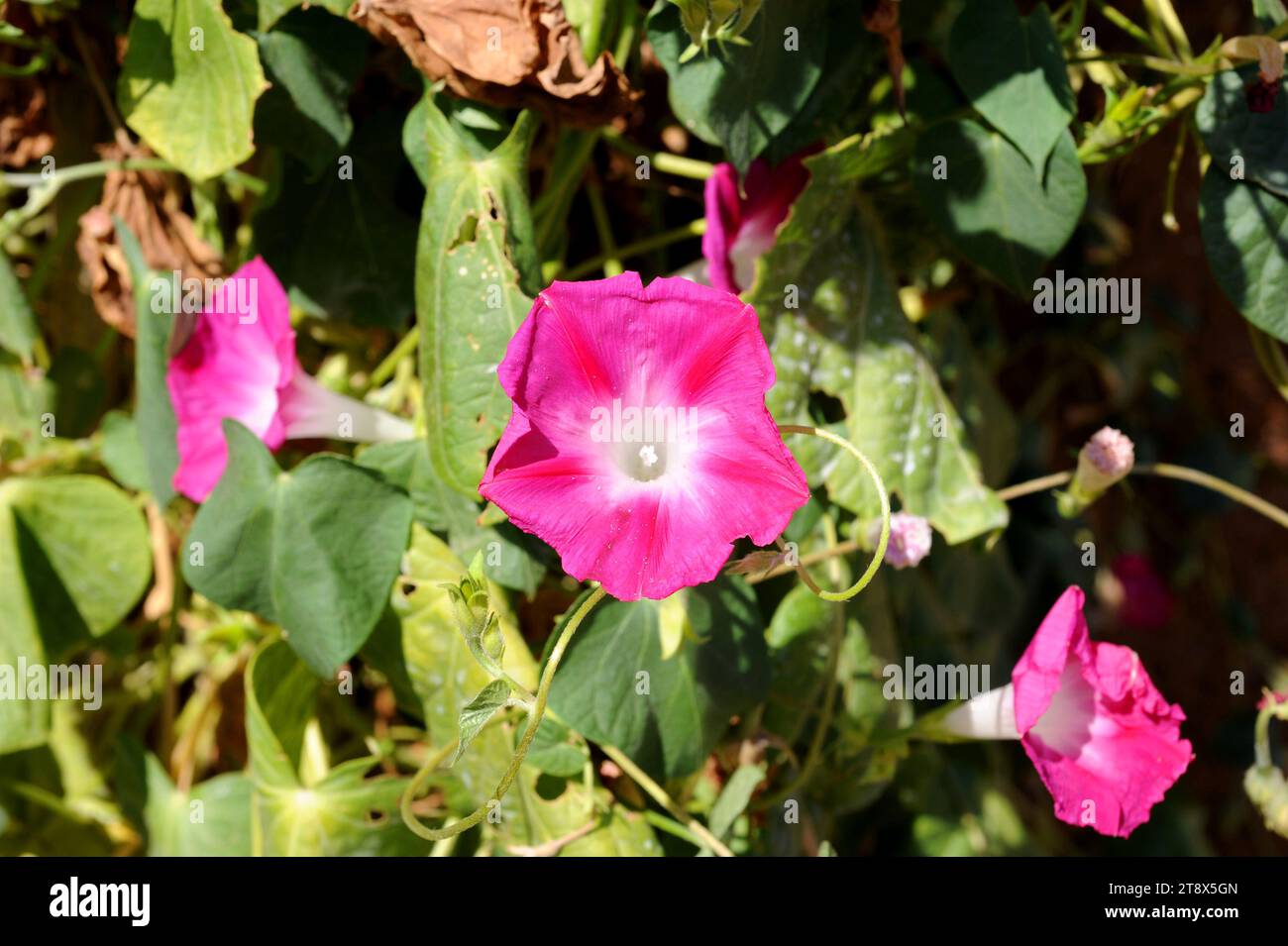 Purple morning glory (Ipomoea purpurea) is a climbing plant native to ...