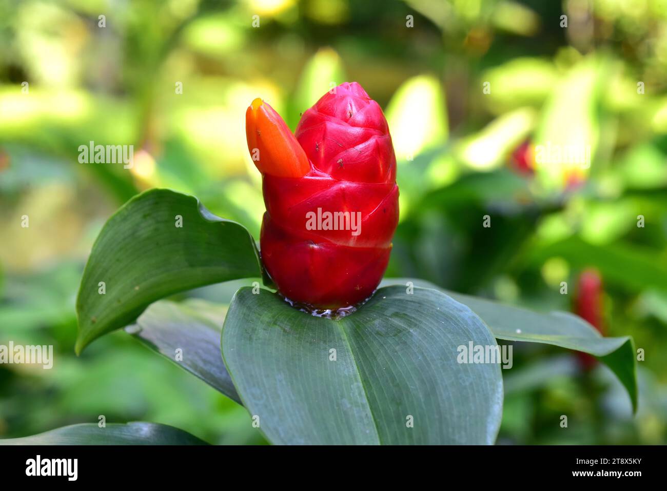 Indian head ginger (Costus spicatus) is a perennial herb native to ...