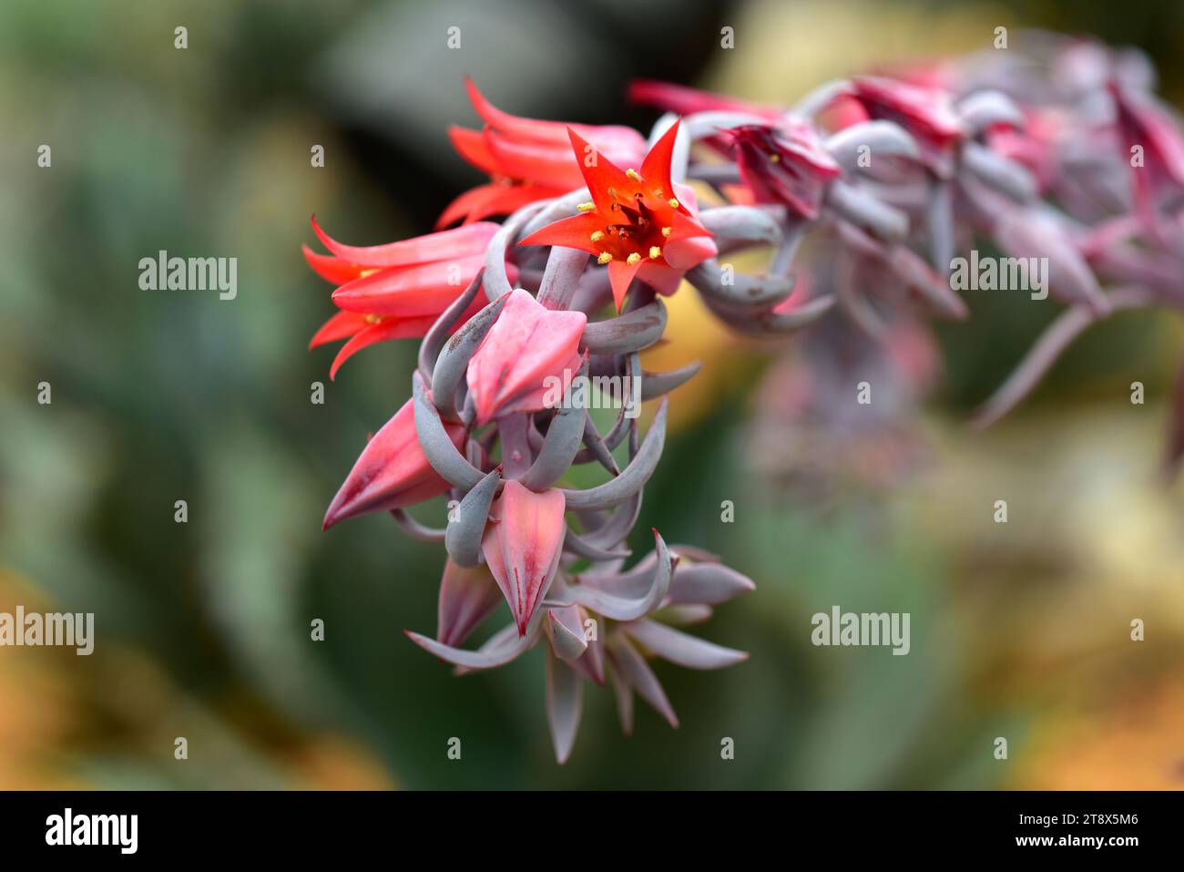 Mexican gem (Echeveria elegans) is a succulent perennial herb native to ...
