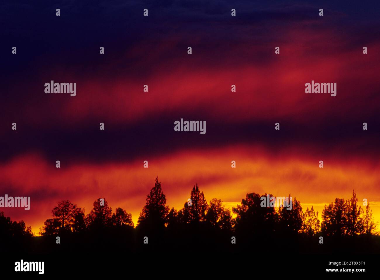 Forest sunset, Lost Forest Research Natural Area, Christmas Valley ...