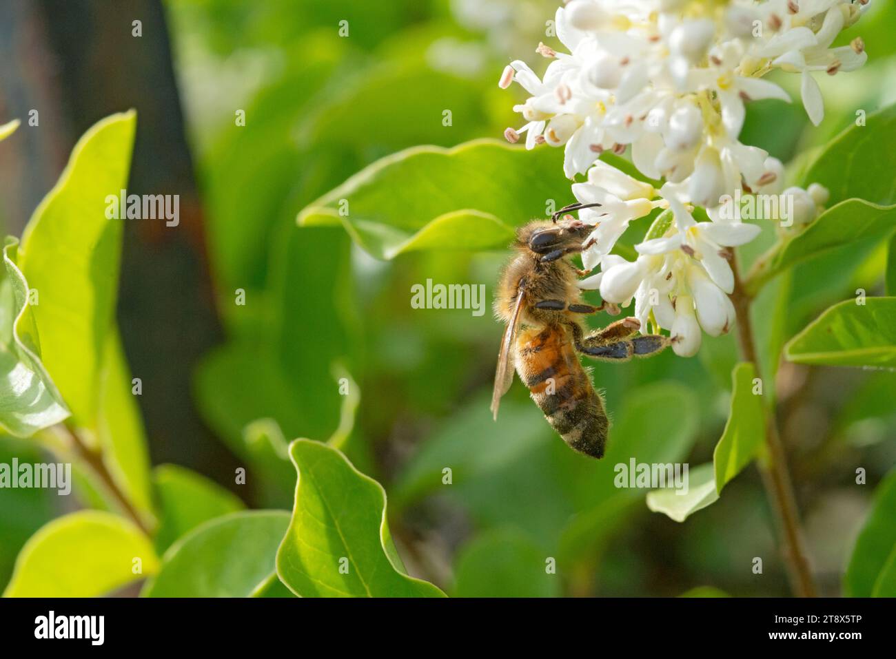 Bee Gathering Pollen on Privet Ligustrum Vulgare Blossom Stock Photo ...