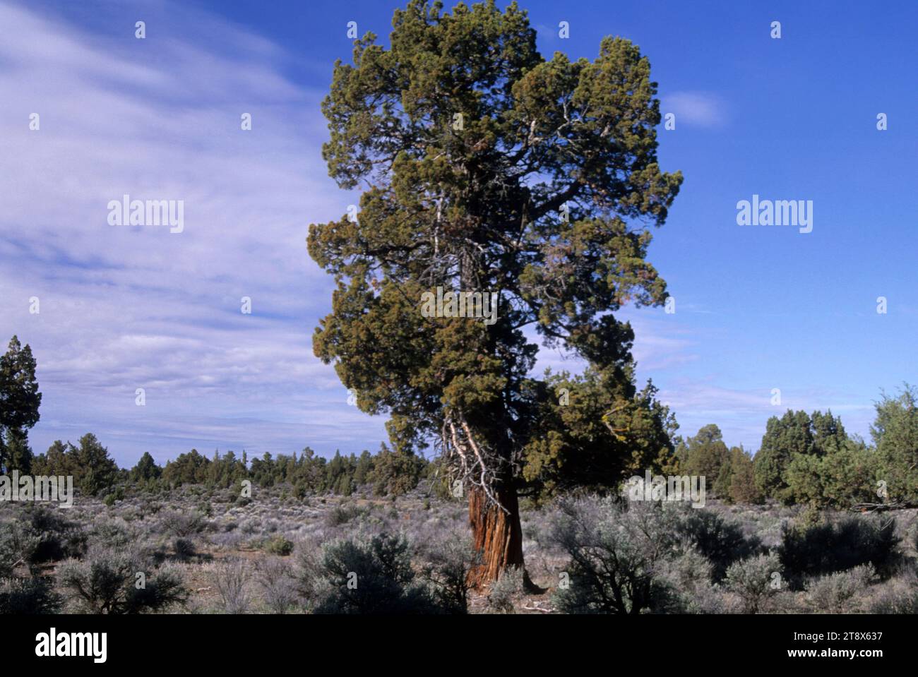 Western juniper (Juniperus occidentalis), Four Craters Wilderness Study ...
