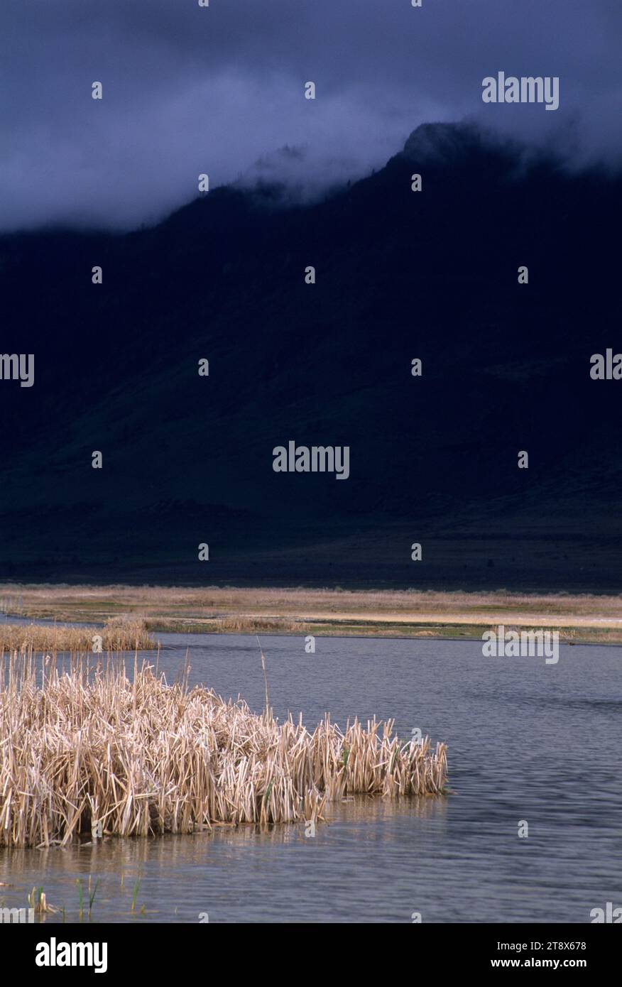 Cattail marsh, Summer Lake Wildlife Area, Oregon Outback Scenic Byway ...