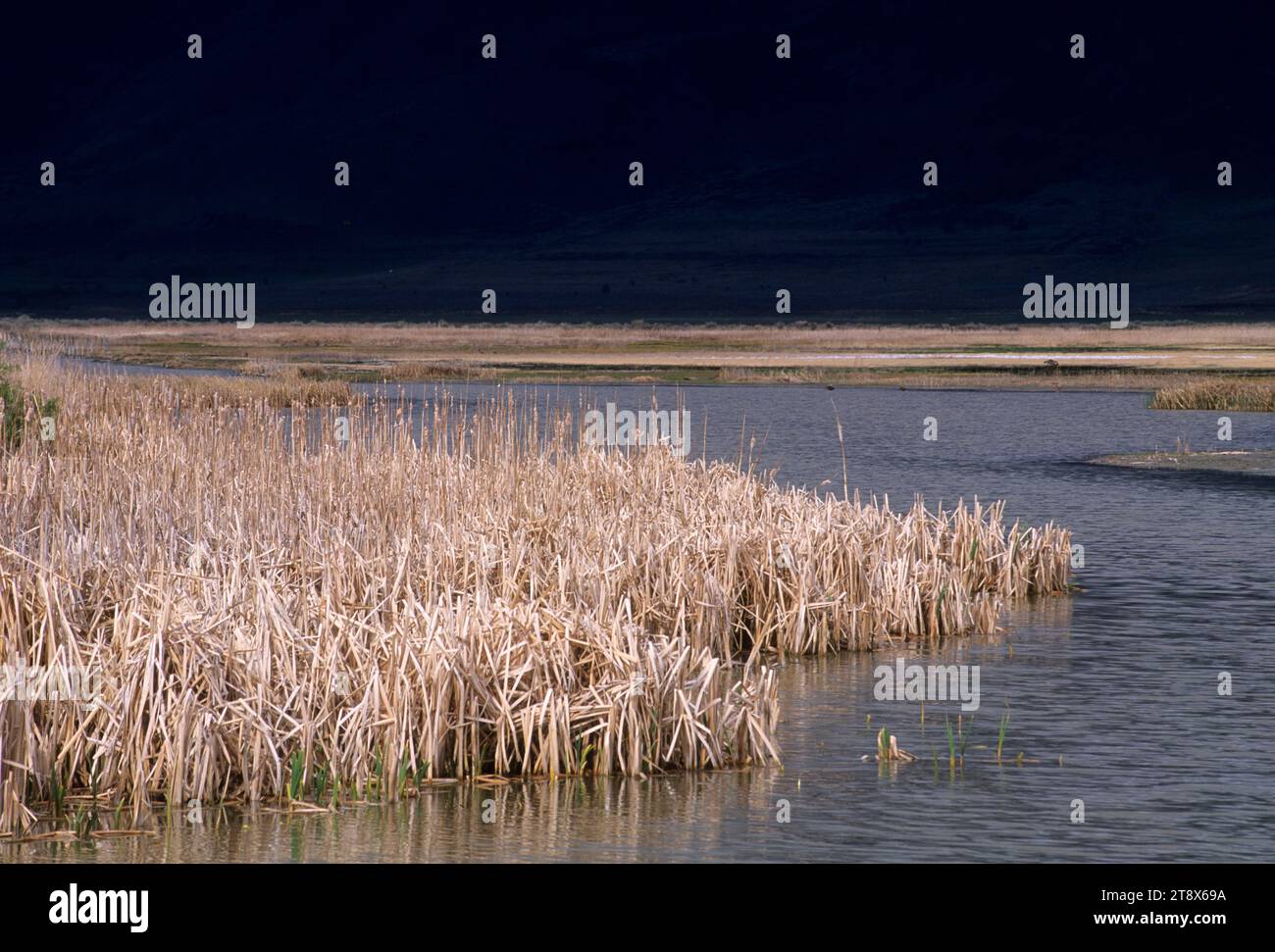 Cattail marsh, Summer Lake Wildlife Area, Oregon Outback Scenic Byway ...