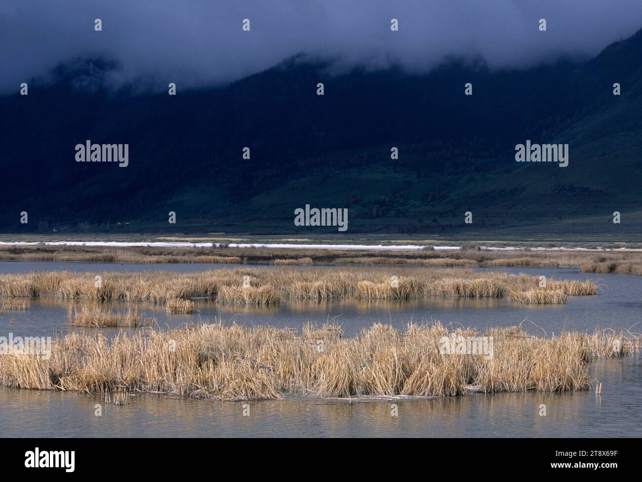 Cattail marsh, Summer Lake Wildlife Area, Oregon Stock Photo - Alamy