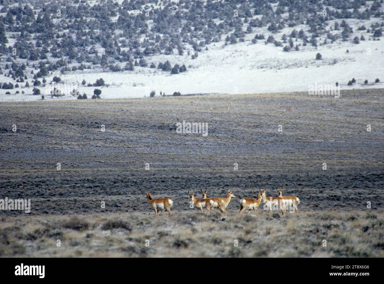 Pronghorn antelope in snow, Hart Mountain National Antelope Refuge ...