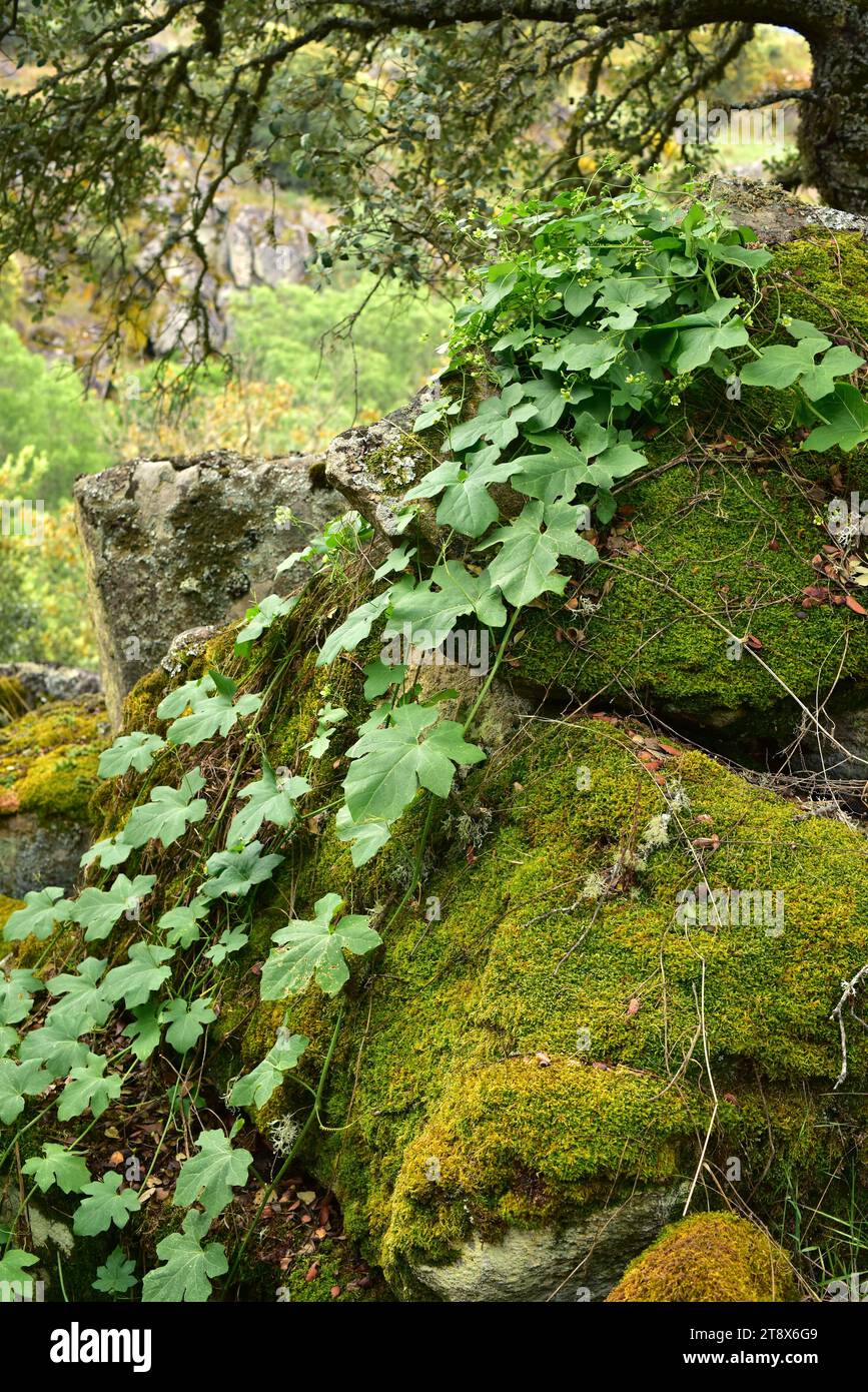 Leon mandrake hi-res stock photography and images - Alamy