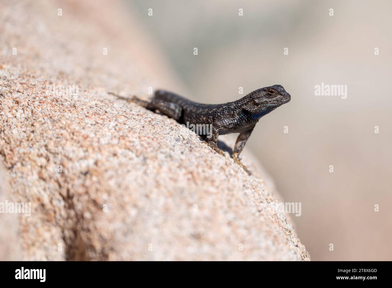 Joshua tree national park animal hi-res stock photography and images ...