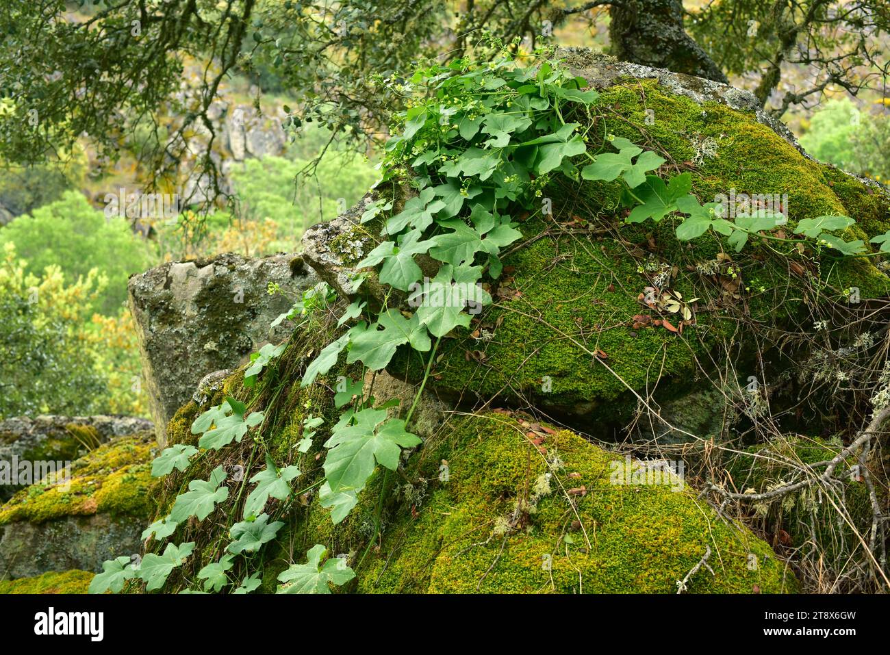 Red bryonia dioica hi-res stock photography and images - Alamy