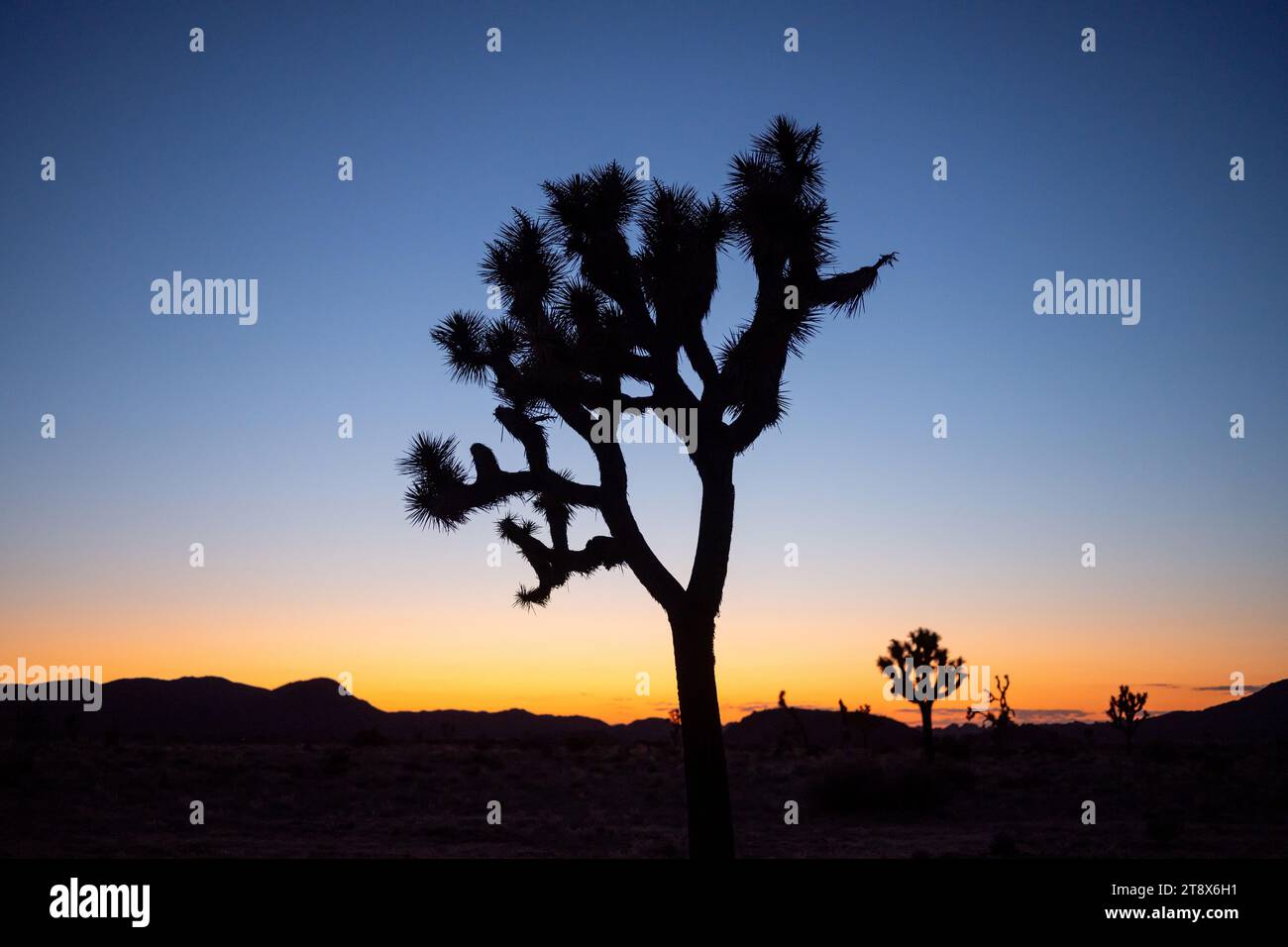 Back light of Joshua trees creating shapes as dusk breaks and the day ...