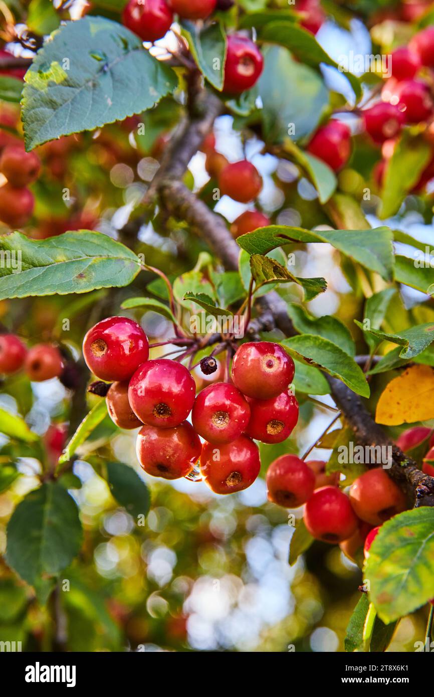 Forbidden red fruit berries on green leafy vine of tree in nature Stock ...