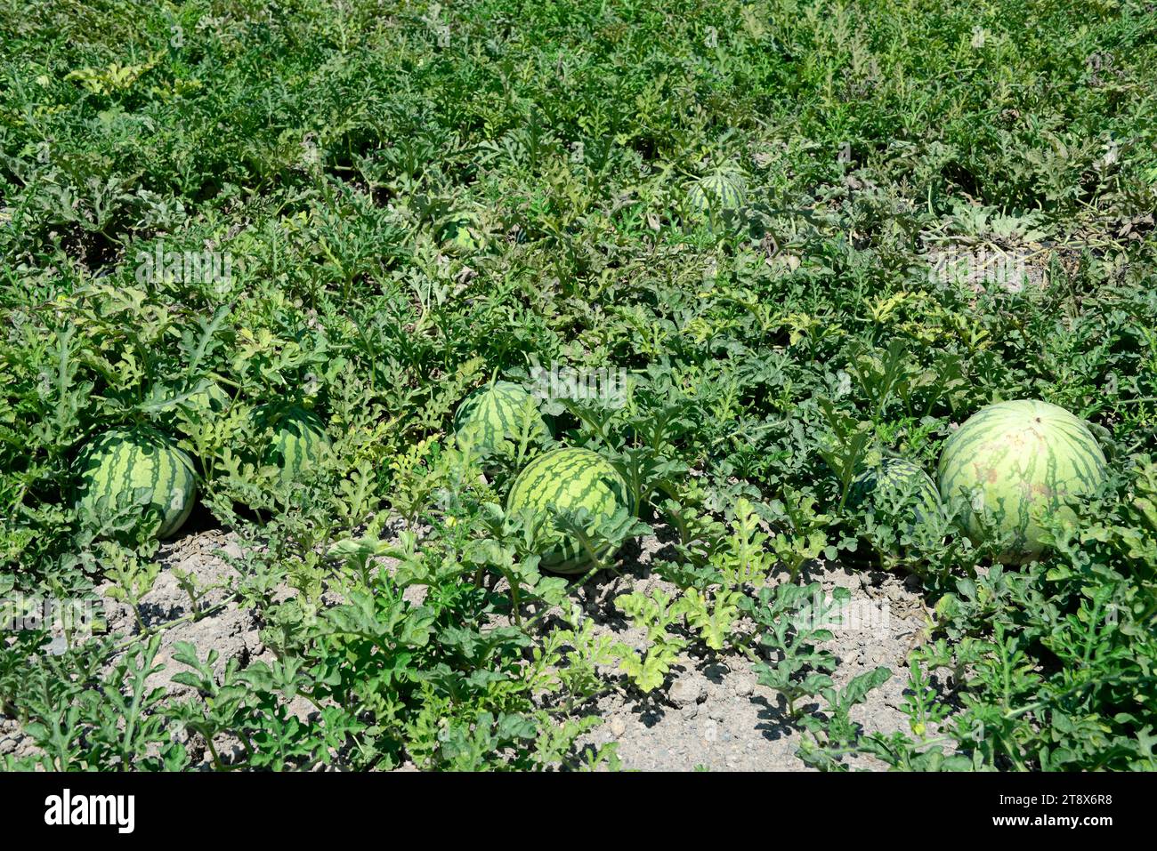 Watermelon (Citrullus lanatus lanatus) is a annual prostrate plant ...