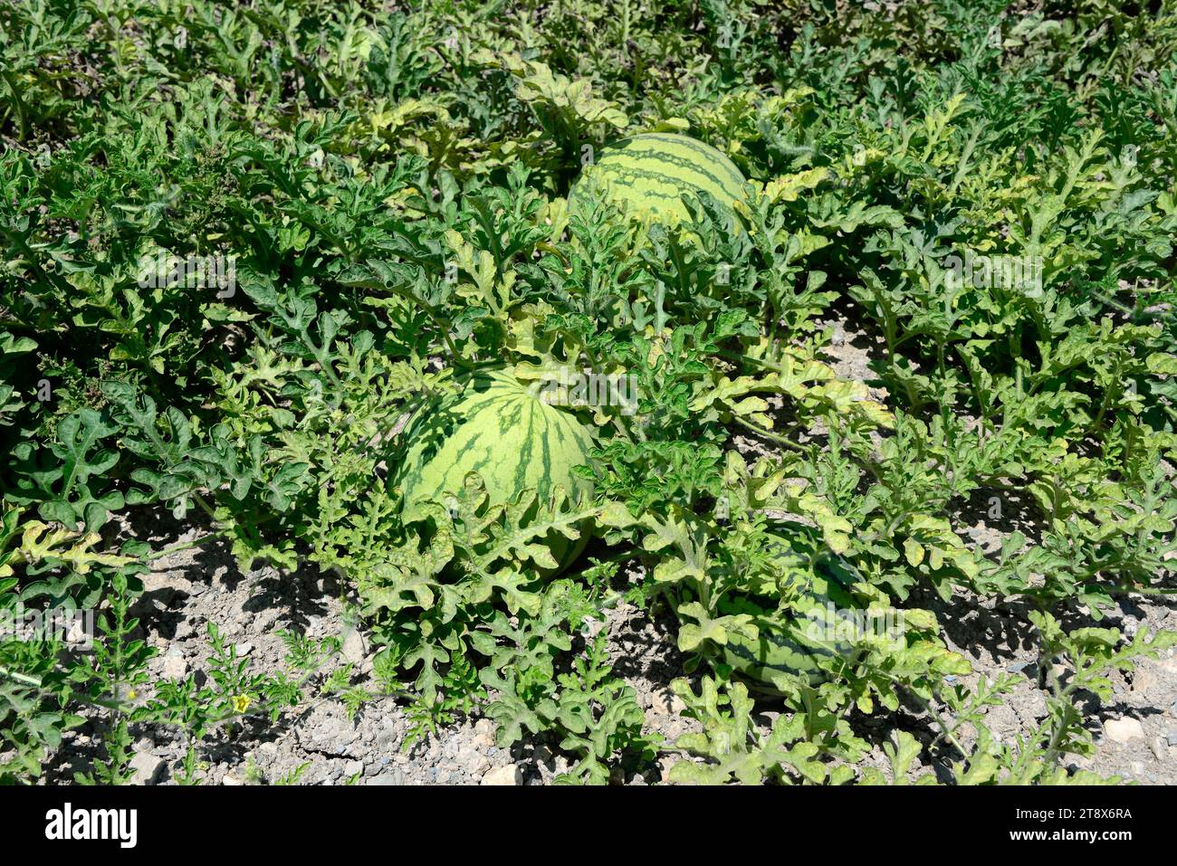 Watermelon (Citrullus lanatus lanatus) is a annual prostrate plant ...