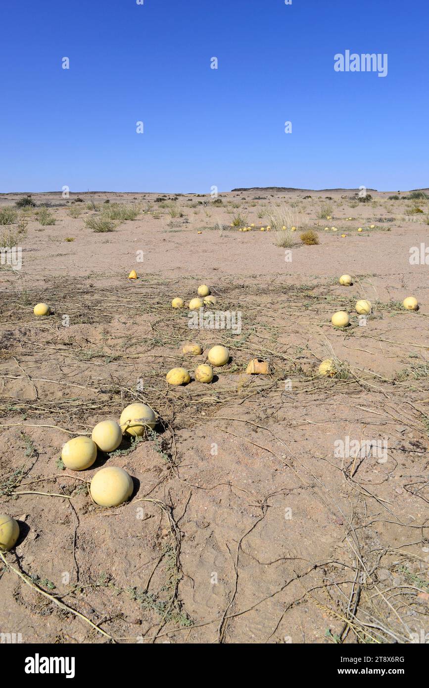 Citron melon (Citrullus lanatus citroides) is an annual prostrate plant ...