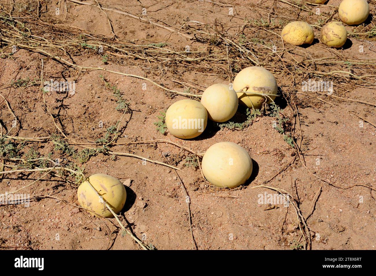 Citron melon (Citrullus lanatus citroides) is an annual prostrate plant ...