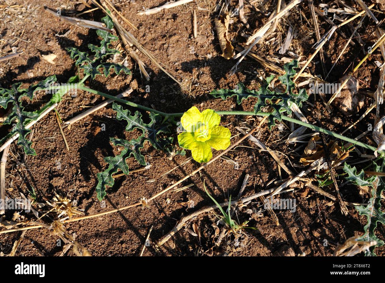 Wild cucumber or wild gherkin (Cucumis africanus) is a prostrate ...