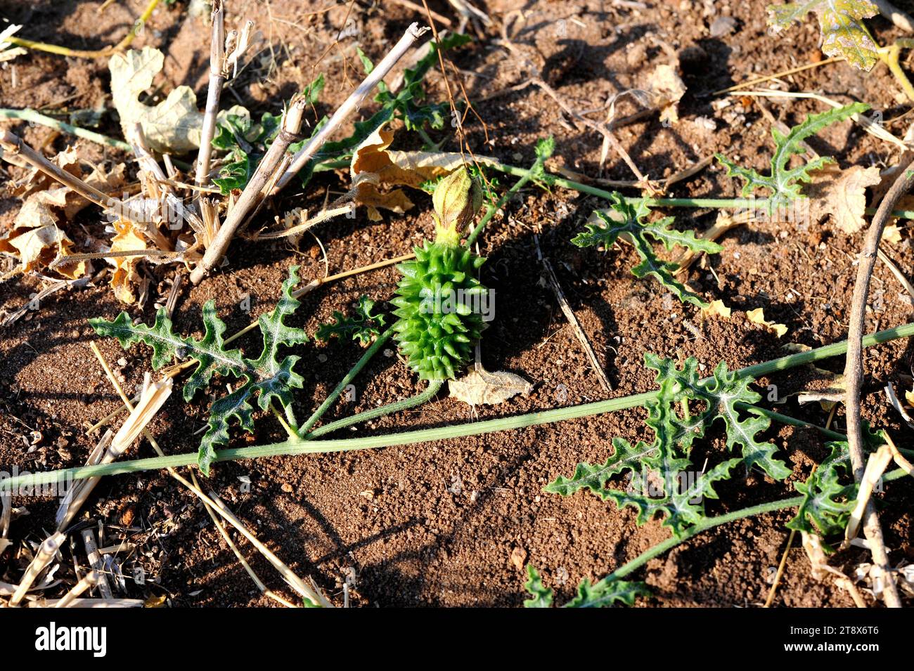 Wild cucumber or wild gherkin (Cucumis africanus) is a prostrate ...