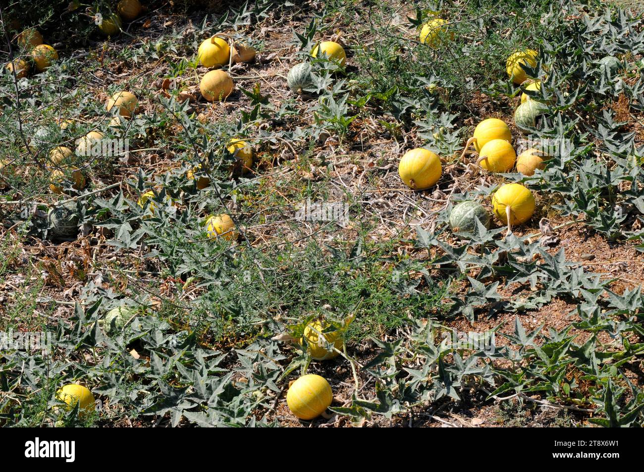 Coyote melon (Cucurbita palmata) is an annual or perennial prostrate ...