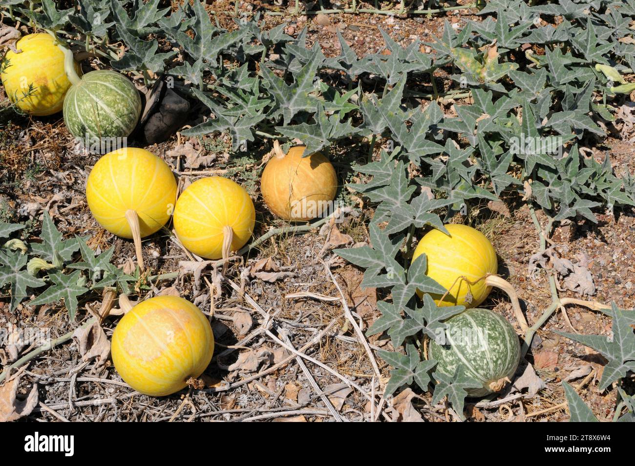 Coyote melon (Cucurbita palmata) is an annual or perennial prostrate plant native to ...