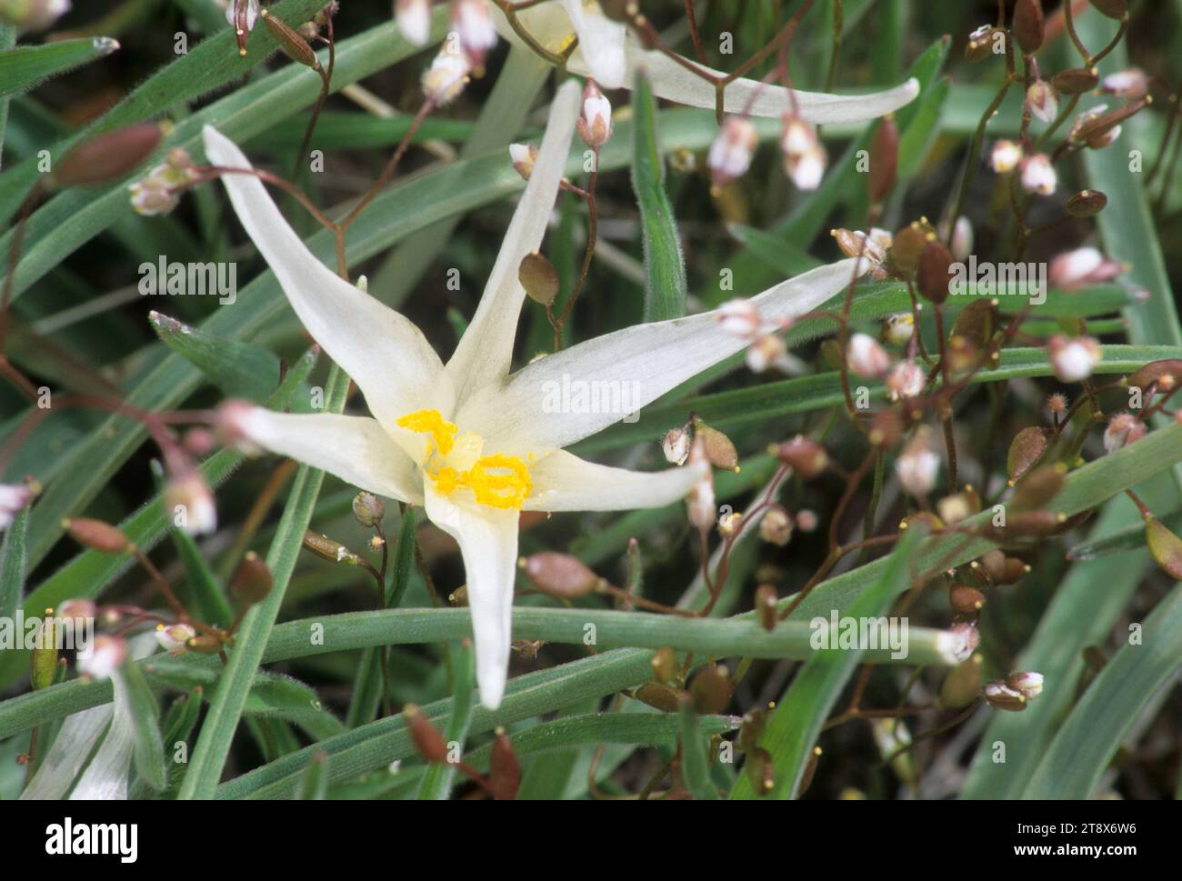 Sand lily, Diamond Craters Outstanding Natural Area, Diamond Loop ...