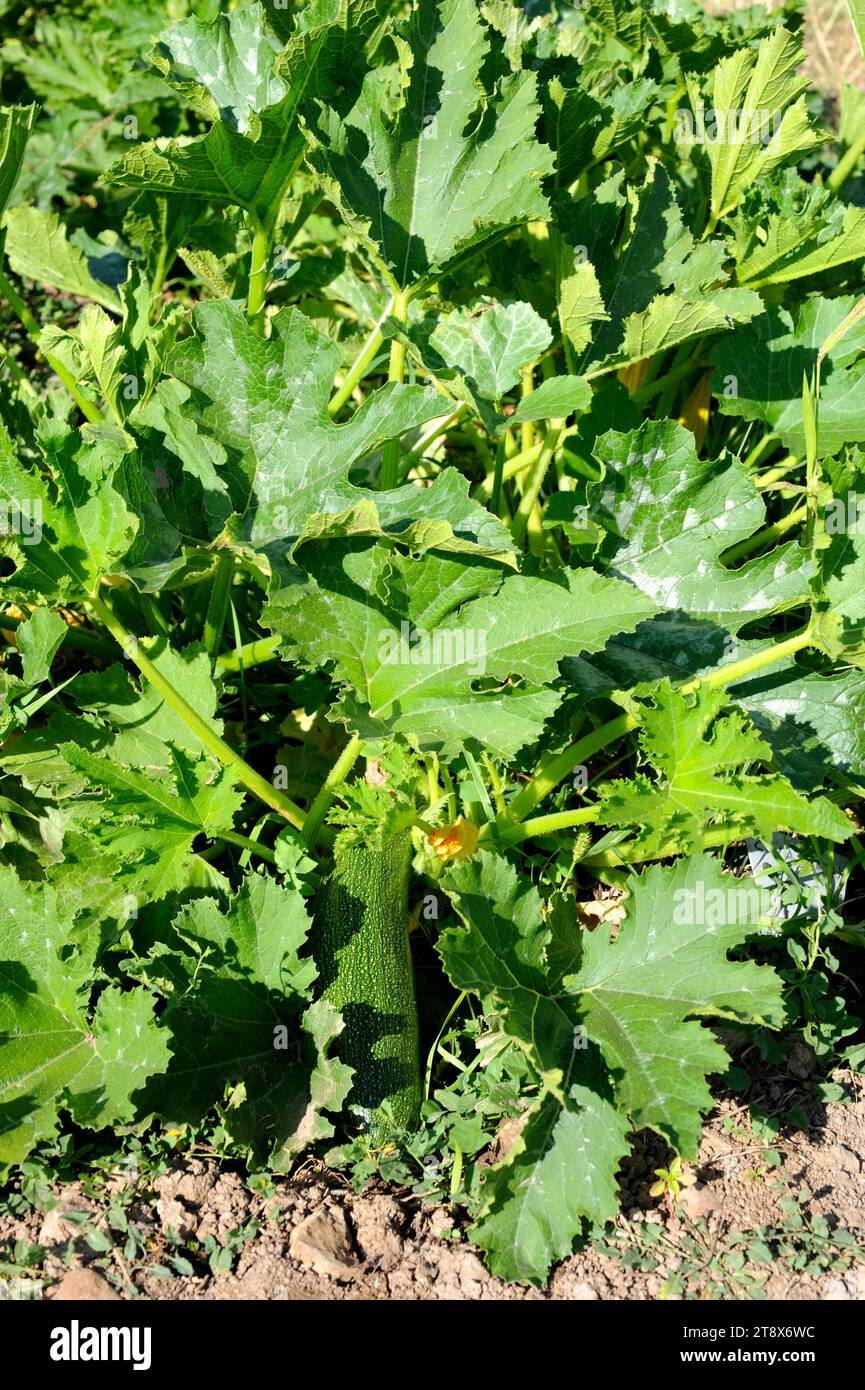 Zucchini (Cucurbita pepo cylindrica) is an annual prostrate plant whith ...