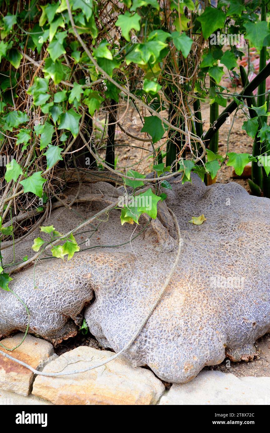 Bigfoot (Gerrardanthus macrorhizus) is a perennial climbing plant ...