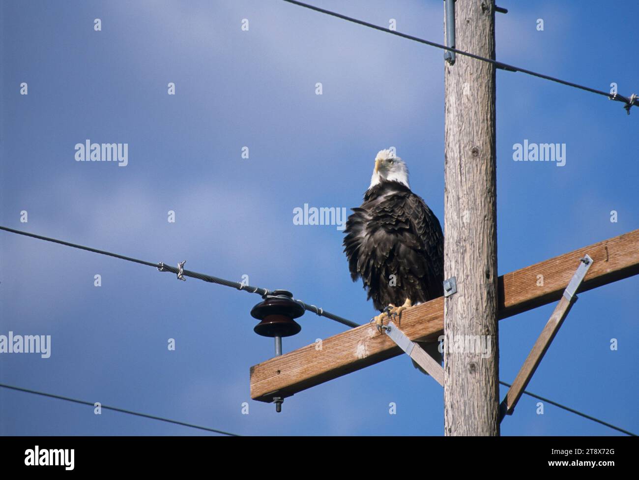 Eagle post hi-res stock photography and images - Alamy