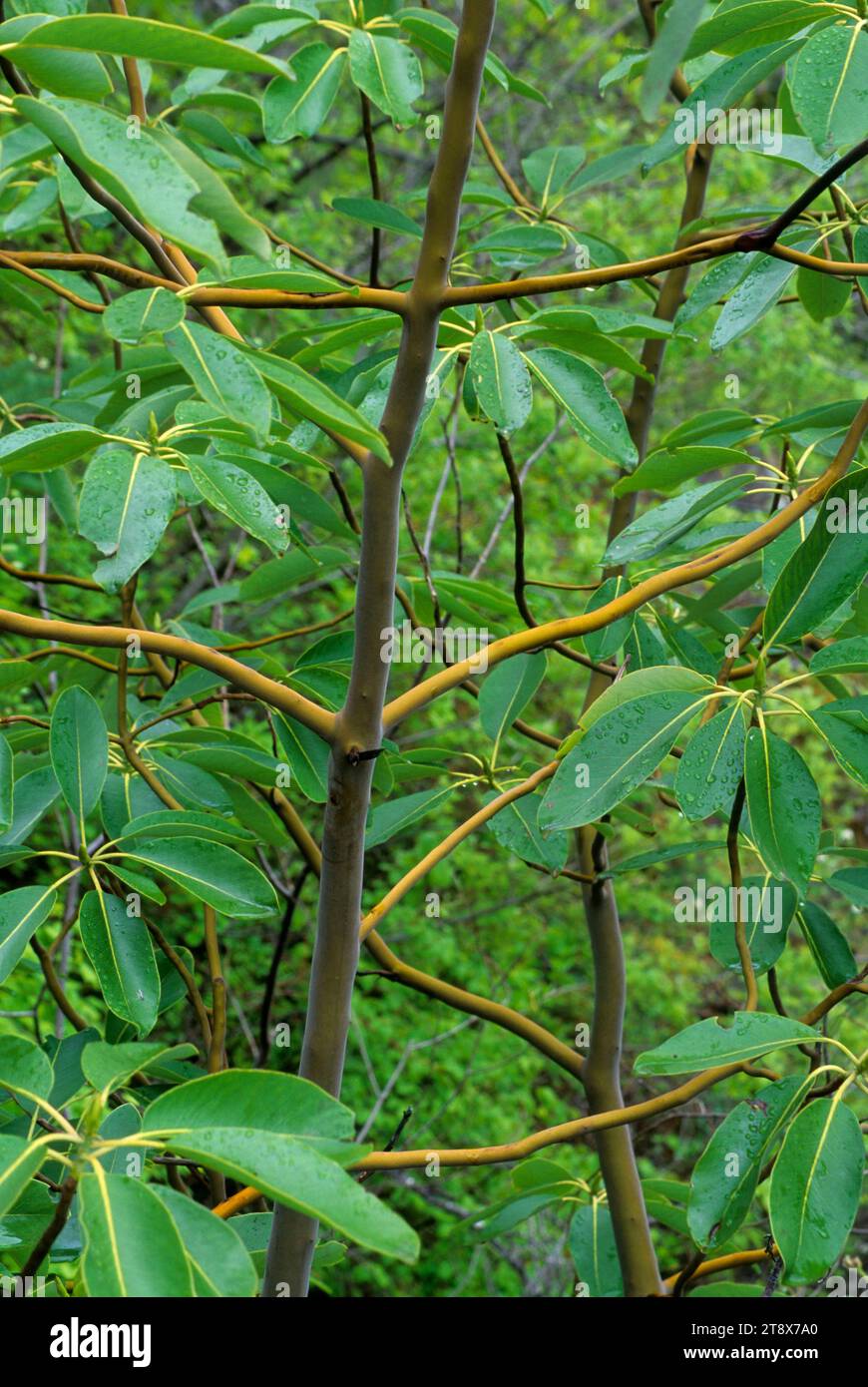 Madrone along Rainie Falls Trail, Rogue Wild & Scenic River, Galice ...