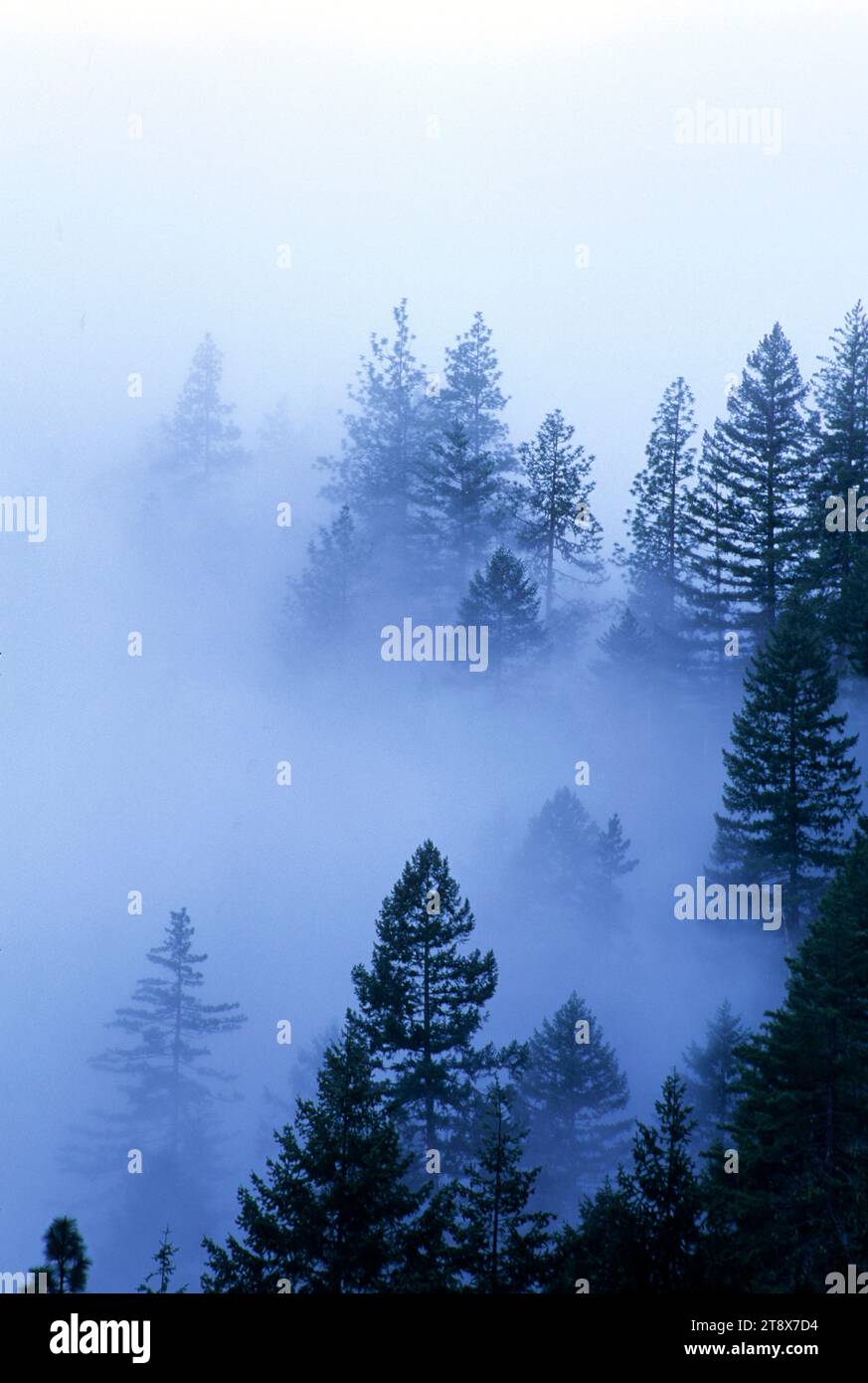 Fog over Rogue Wild & Scenic River, Grave Creek to Marial National Back ...