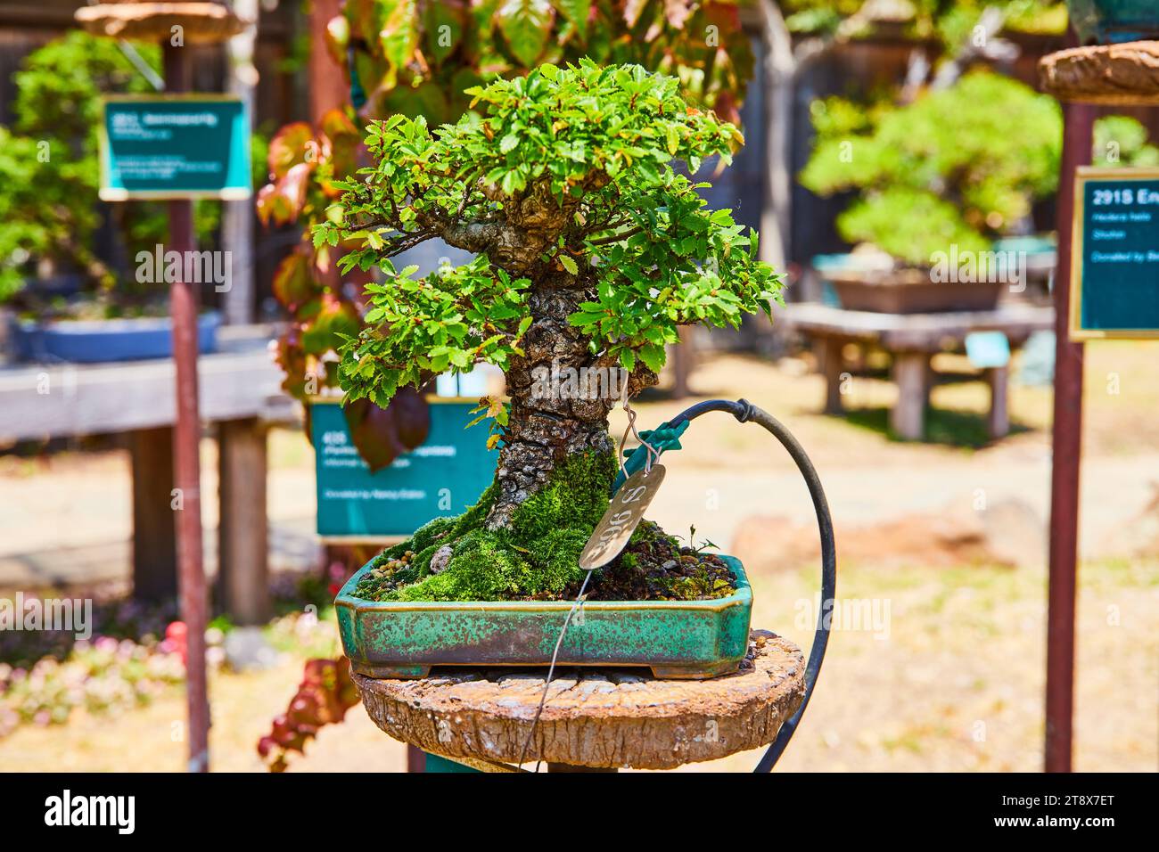 Chinese Elm bonsai tree on pedestal with tag and small miniature trees ...