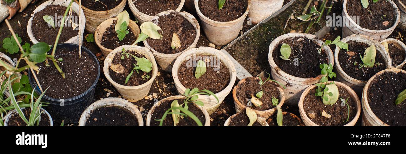 top view of green sprouts in soil inside of pots inside of greenhouse ...