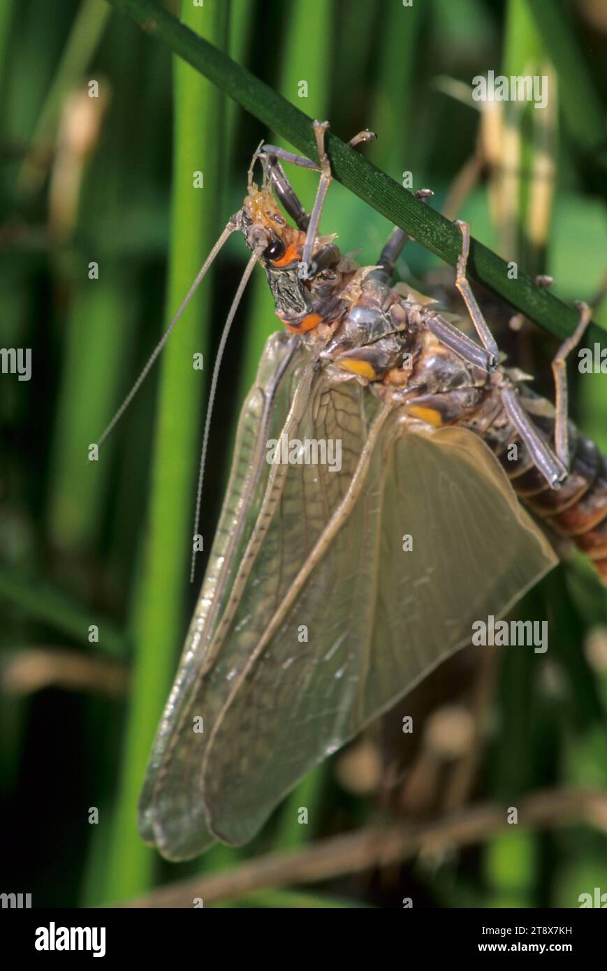 Salmonfly hatching, Casey State Park, Rogue-Umpqua National Scenic ...