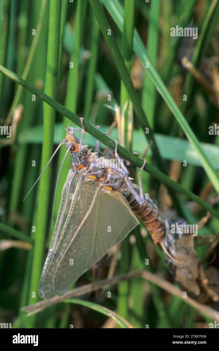 Salmonfly hatching, Casey State Park, Rogue-Umpqua National Scenic ...