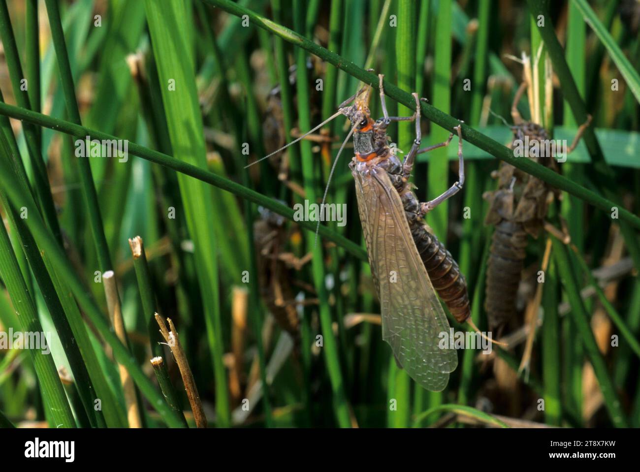Salmonfly hi-res stock photography and images - Alamy