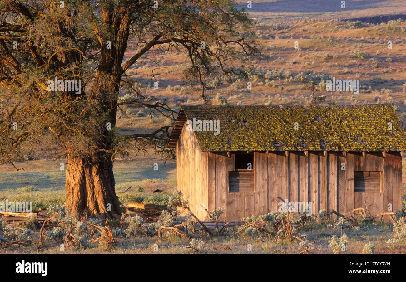 Ranch outbuilding near White River Falls State Park, Wasco County ...